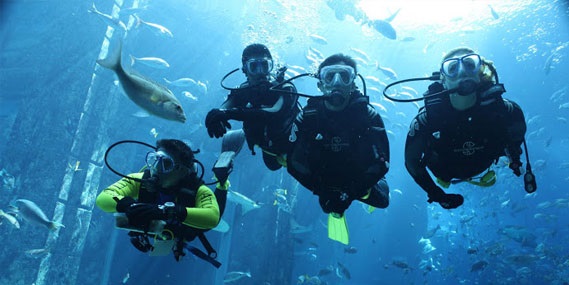 SCUBA Dive Course, Equipment and Experiences - Wellington.