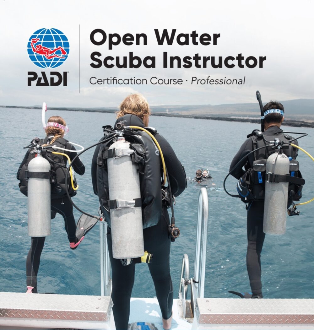Wellington Dive Courses - NZ Sea Adventure's - SCUBA Diving and more..