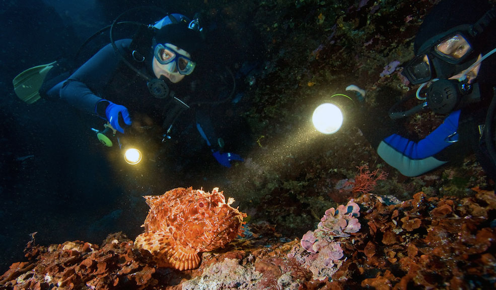Night Dives - NZ Sea Adventures